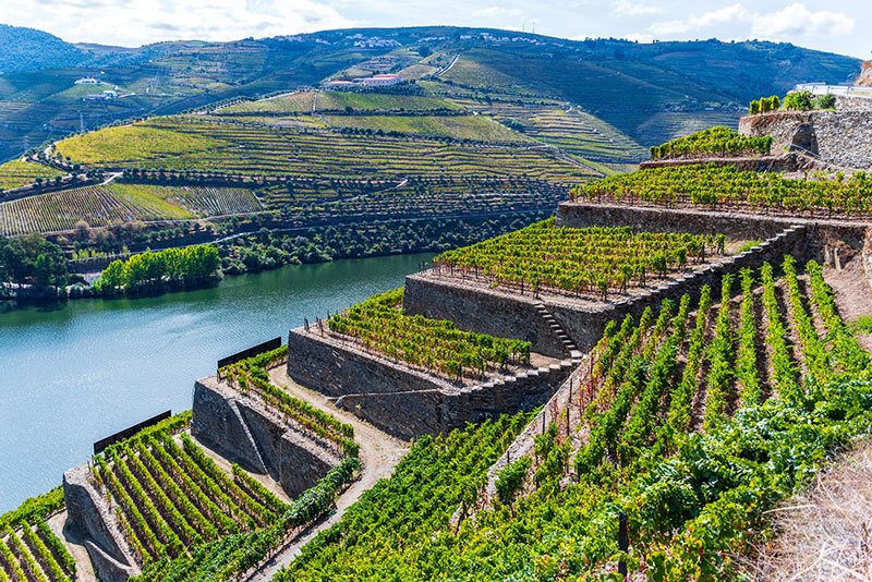 Explore a região do Douro: a região vinícola do norte de Portugal